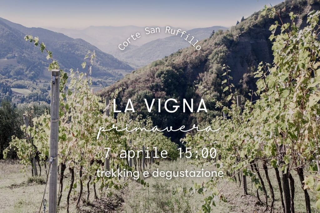 La vigna in primavera - Corte San Ruffillo